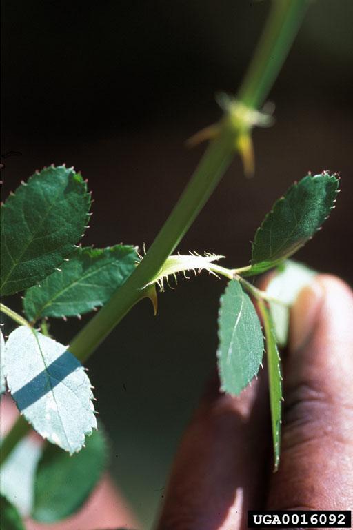 Multiflora Rose | Vermont Invasives