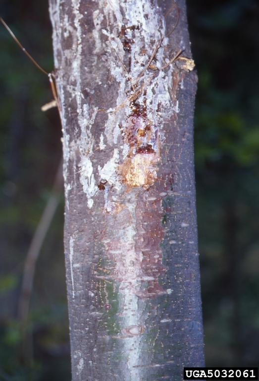 pine rust