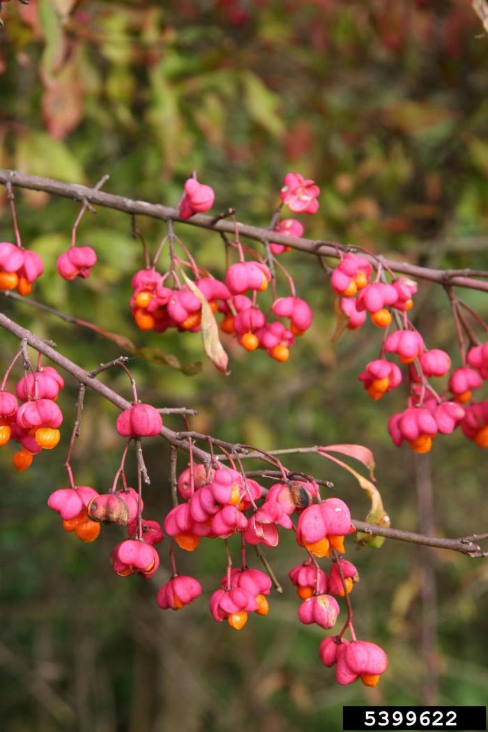 small spindle tree