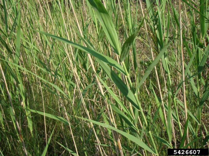 Common Reed | Vermont Invasives