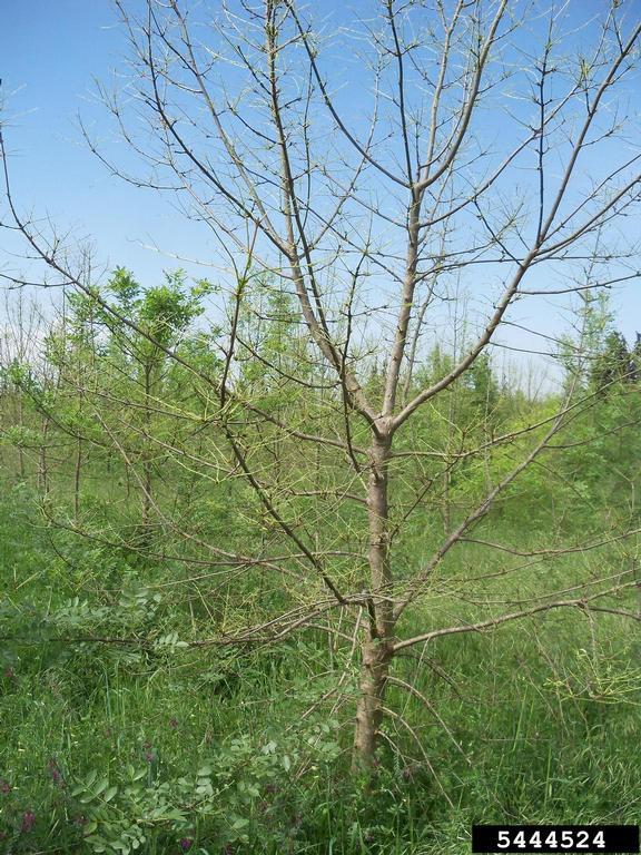 Winter Moth | Vermont Invasives