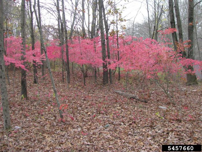 Burning Bush or Winged Euonymus | Vermont Invasives