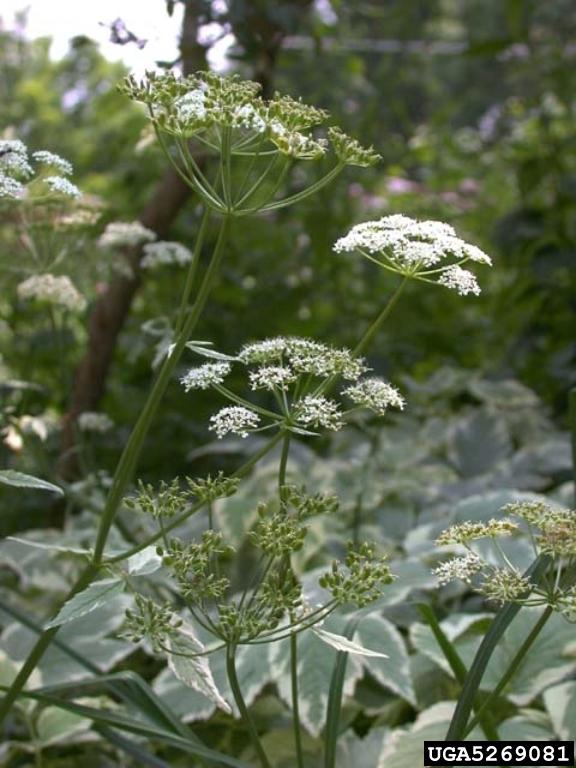 Goutweed or Bishop's Weed | Vermont Invasives