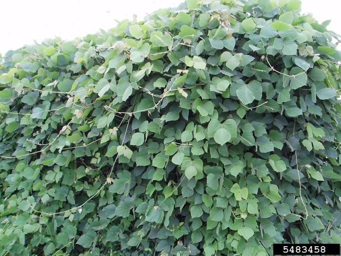 kudzu leaf identification