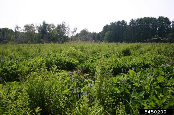 Reed manna grass | Vermont Invasives