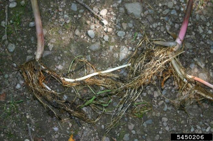 Reed manna grass | Vermont Invasives