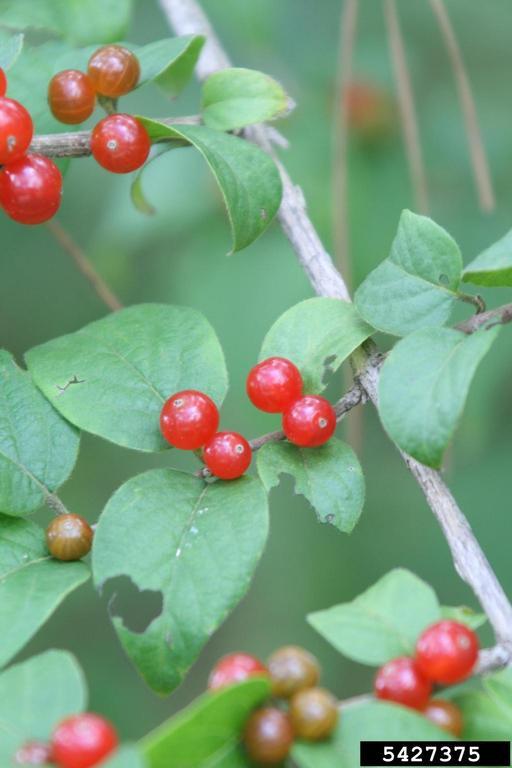 Honeysuckles, Shrub | Vermont Invasives