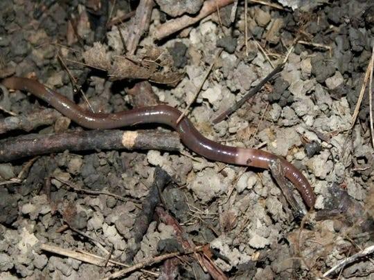 Jumping Worms | Vermont Invasives