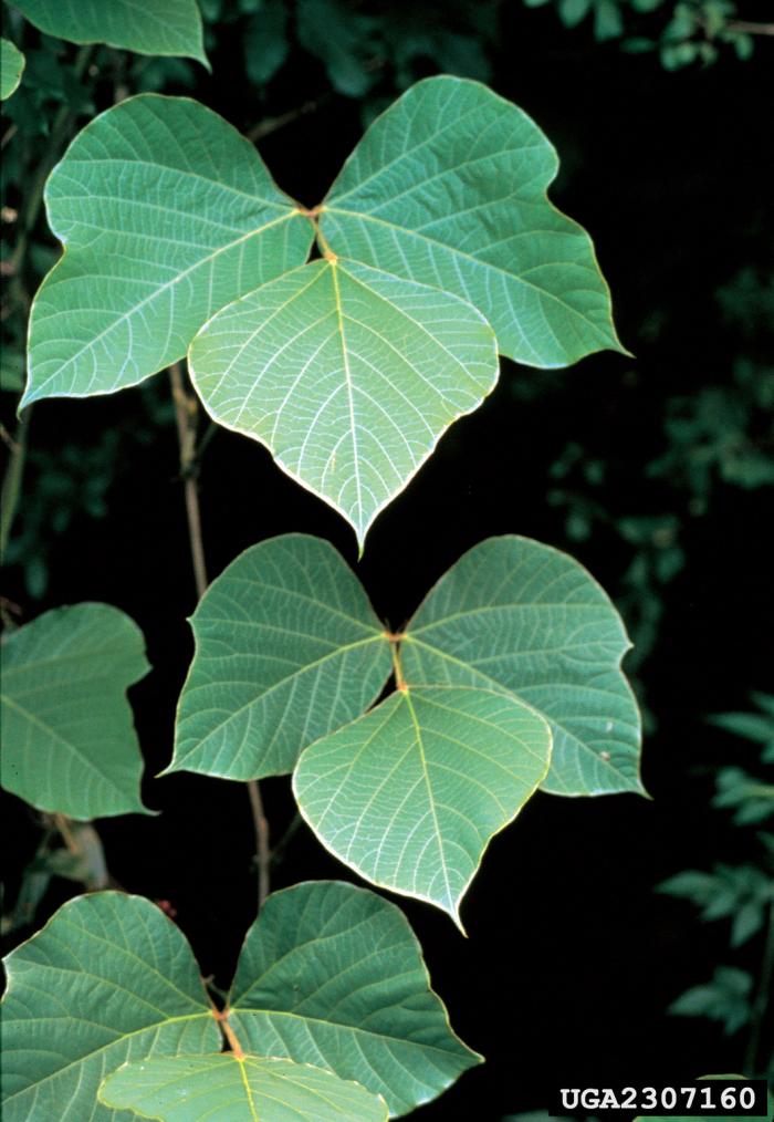 kudzu leaf identification