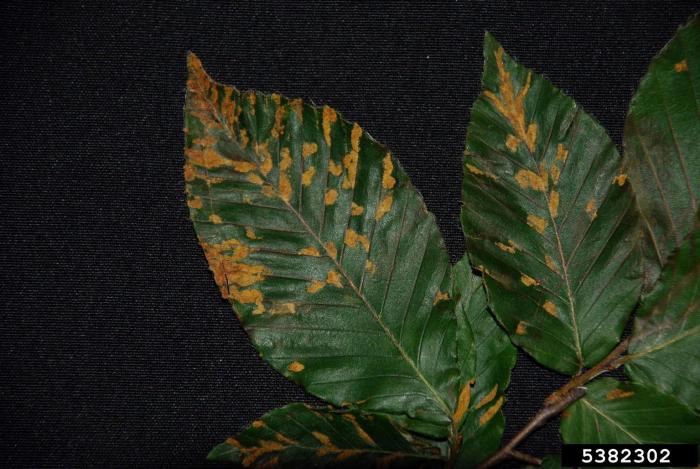 Beech Leaf Disease | Vermont Invasives