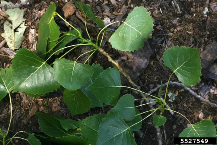 White poplar | Vermont Invasives