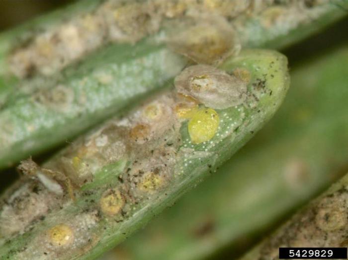 Elongate Hemlock Scale | Vermont Invasives