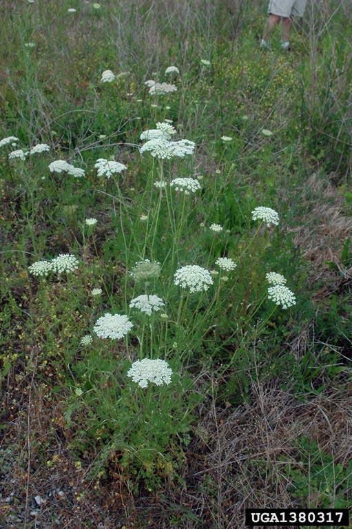Wild Chervil | Vermont Invasives
