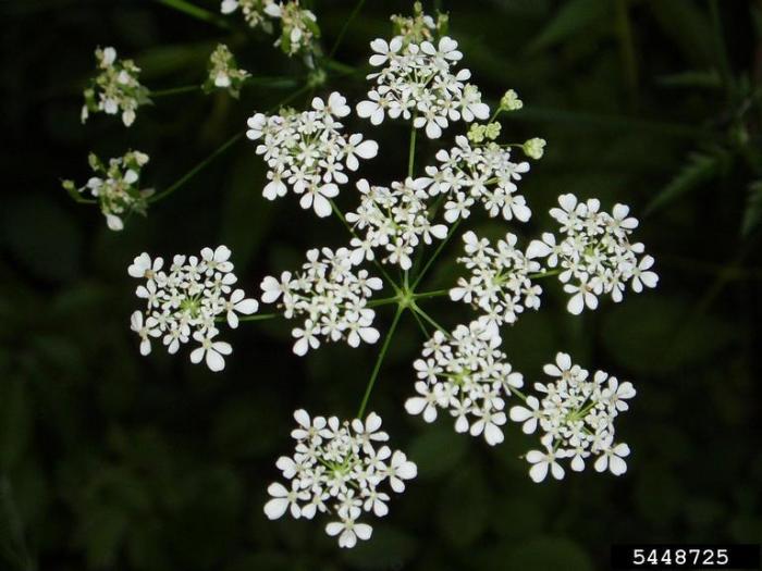 Wild Chervil | Vermont Invasives