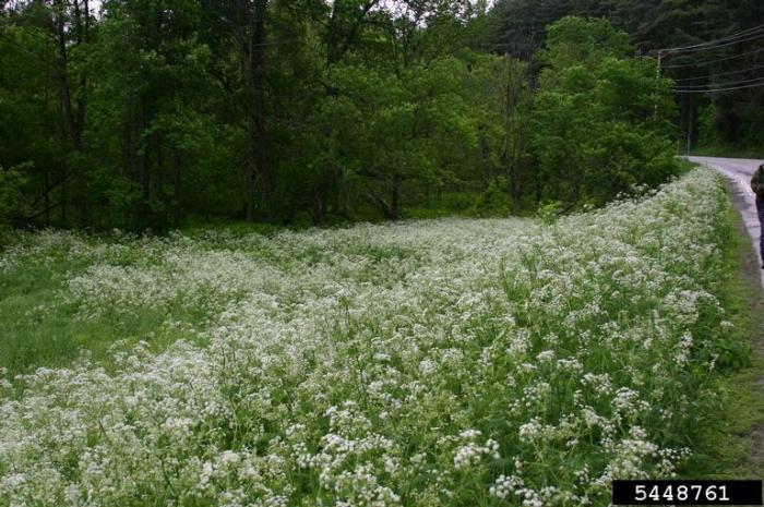 Wild Chervil | Vermont Invasives