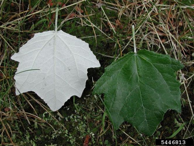 White poplar | Vermont Invasives